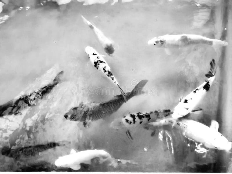 Koi Fishes stock photo. Image of fish, pool, fishes - 303794798