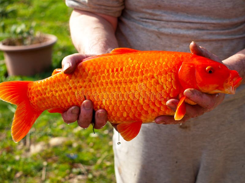 Koi fisk fotografering för bildbyråer. Bild av förälskelse - 25930249