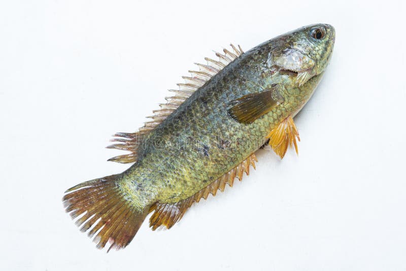 Koi Fissh Isolated on White Stock Photo - Image of european, sardine ...