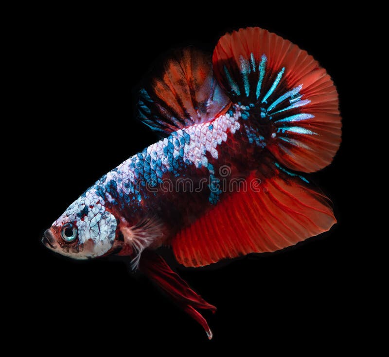 Red fancy betta fish stock image. Image of parrot, fancy - 240865993