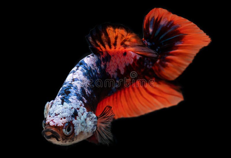 Koi Galaxy Fancy Betta Fish Stock Image - Image of beauty, elegant ...
