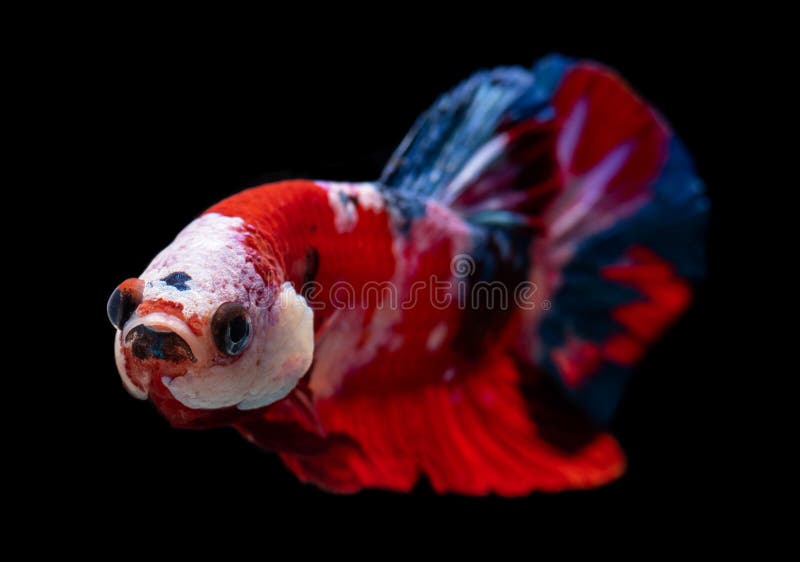 Koi Galaxy Fancy Betta Fish Stock Photo - Image of color, fighting ...