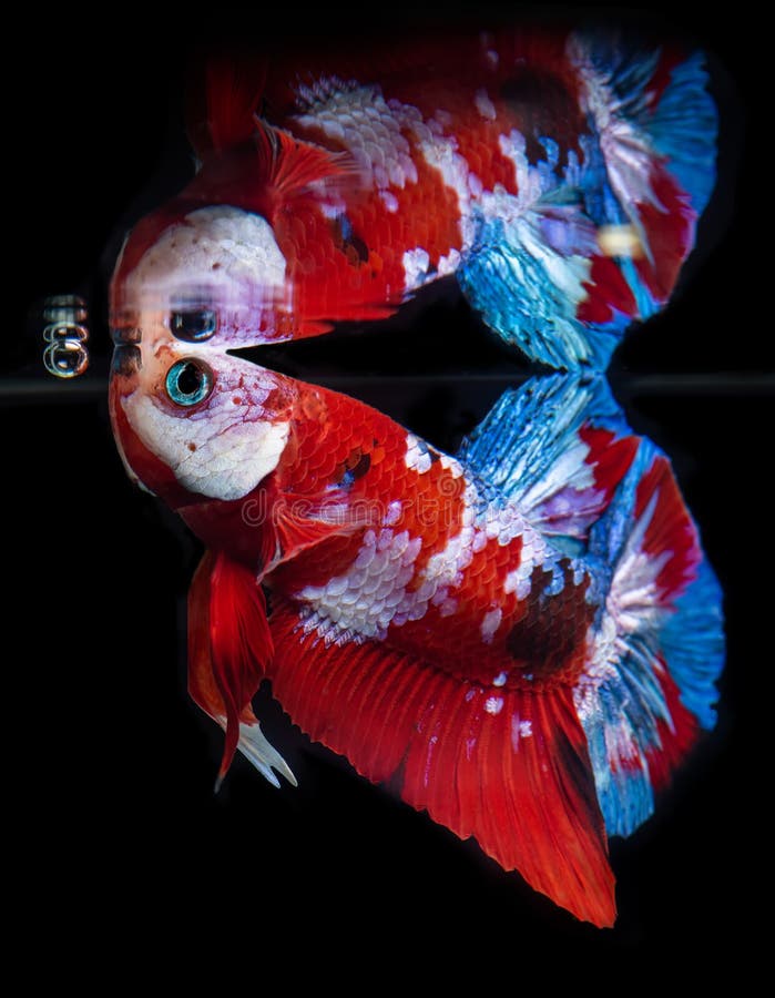 Koi Galaxy Fancy Betta Fish Stock Photo - Image of multi, macro: 163972796