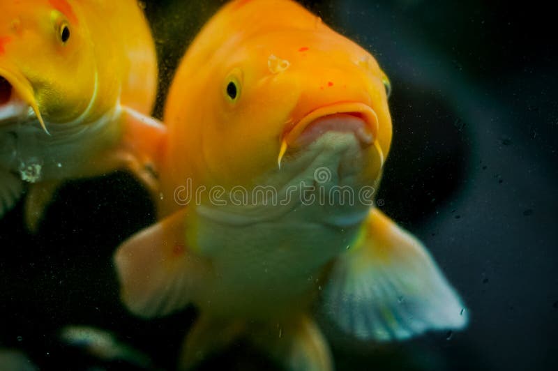Koi karasi import stock photo. Image of import, amphibian - 210222954