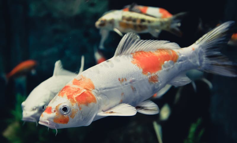 Orange Koi karp arkivfoto. Bild av natur, japan, vatten - 65275062