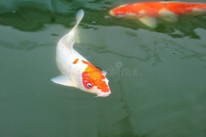 Koi Karpfen stockfoto. Bild von japan, fische, karpfen - 20844920