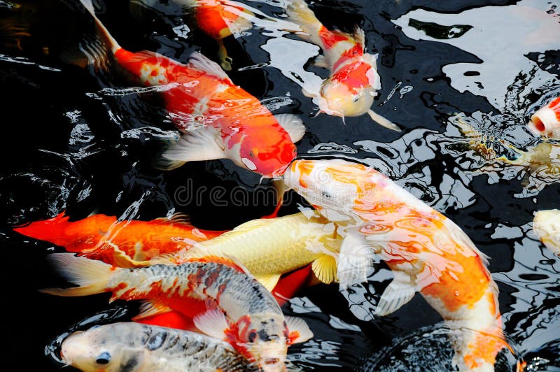 Koi Karpfen stockfoto. Bild von japan, fische, karpfen - 20844920
