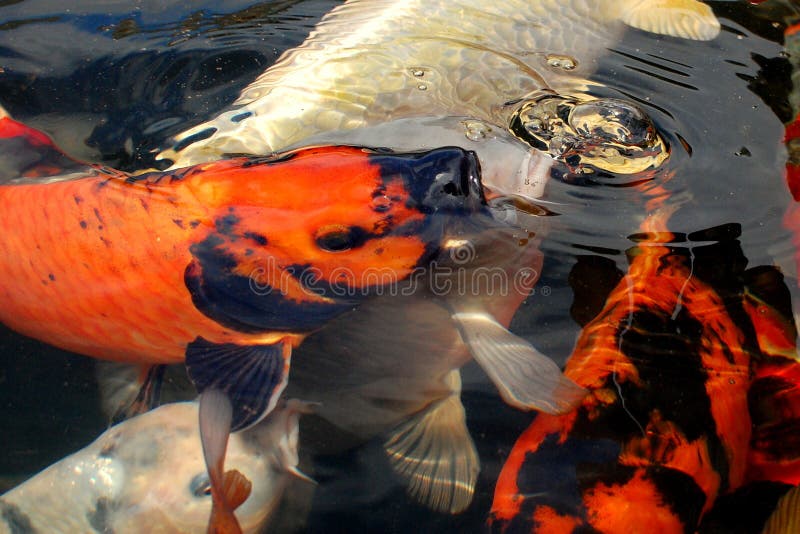 Koi Karpfen stockfoto. Bild von karpfen, japanisch, punkte - 25581448