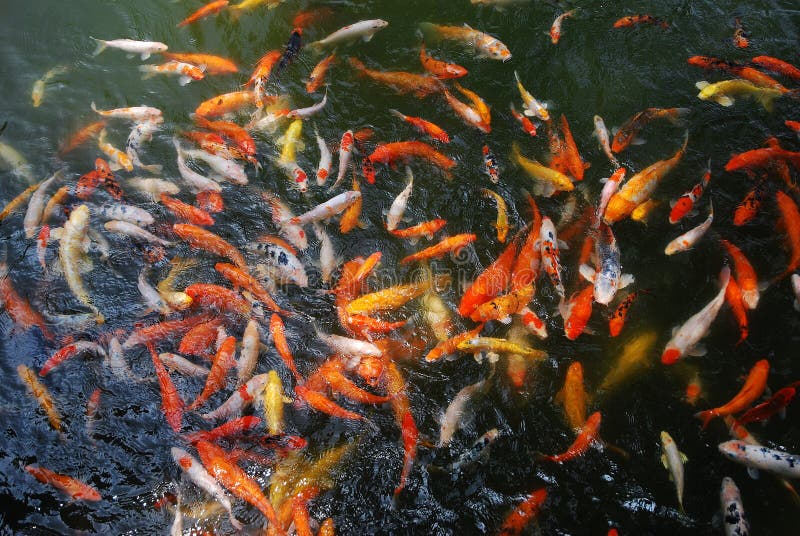 Koi in the lake stock photo. Image of water, color, yellow - 14707378