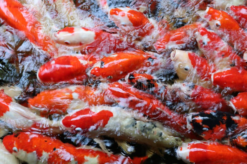 The Koi in the Large Pond Have Beautiful Colors Stock Photo - Image of ...