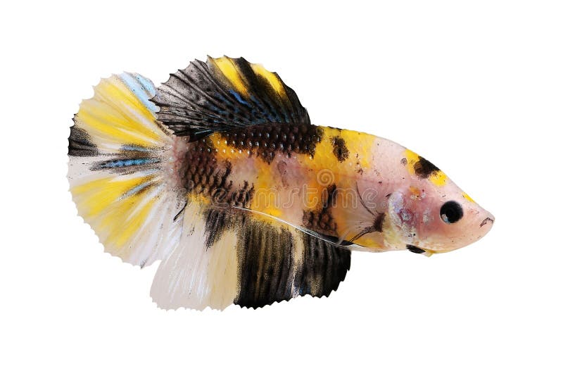 Koi Male Betta Splendens Siamese Fighting Aquarium Fish Stock Image ...