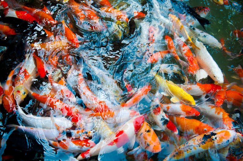 Koi O Pesce Del Cinese Della Carpa in Acqua Fotografia Stock - Immagine ...