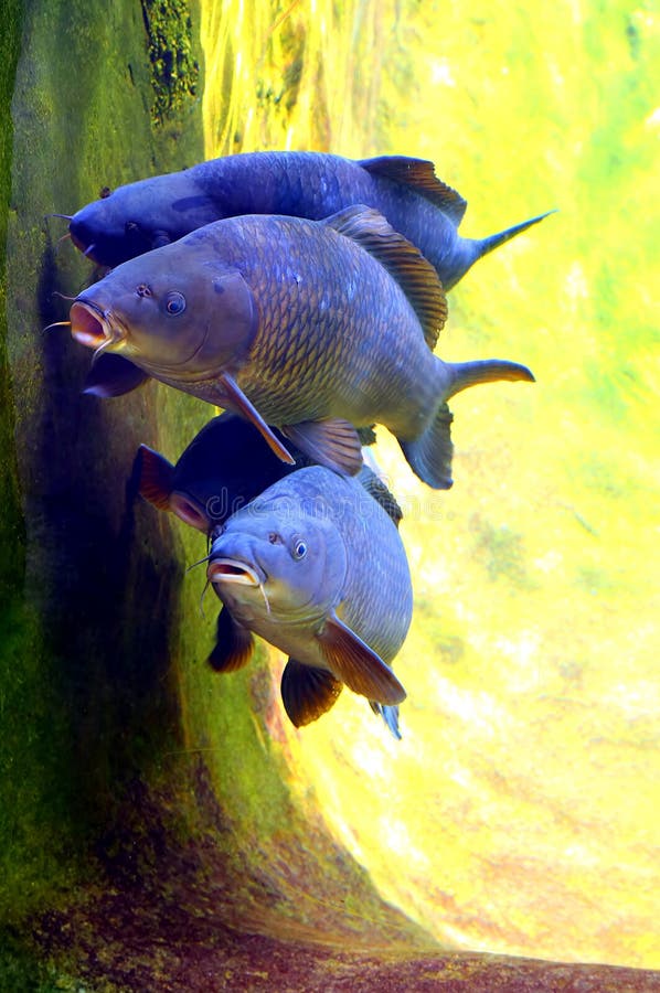 Koi o pesce della carpa fotografia stock. Immagine di acqua - 34573664