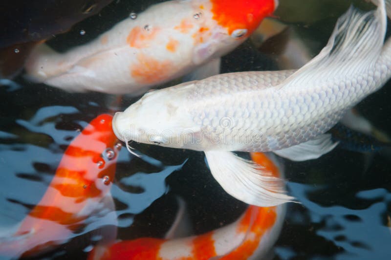 Koi Ou Poissons Chinois De Carpe Dans L'eau Image stock - Image du ...