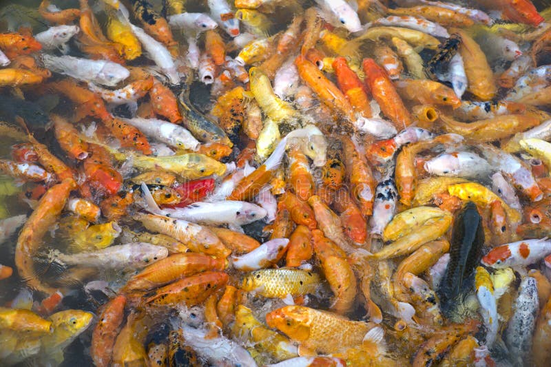 Koi Ou Poissons Chinois De Carpe Dans L'eau Photo stock - Image du ...