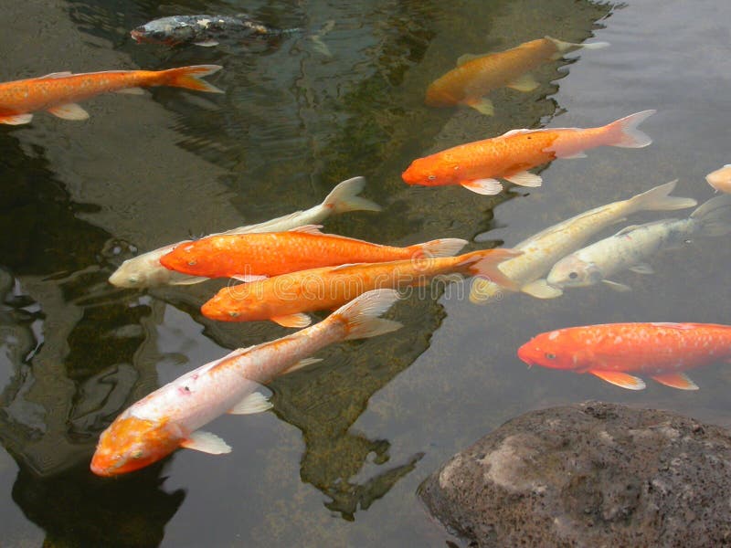Koi Pond stock image. Image of living, glide, pool, move - 1651155