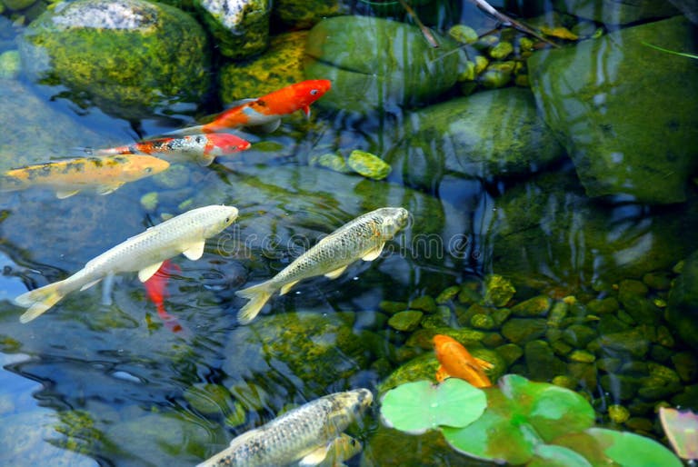 Koi pond stock image. Image of fish, fishes, design, landscaped - 1821467