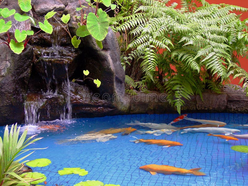Koi Pond stock image. Image of pond, fish, water, waterfall - 3301307