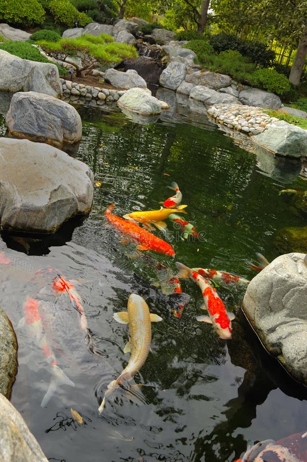 Koi pond stock image. Image of garden, china, peace, japanese - 8516287
