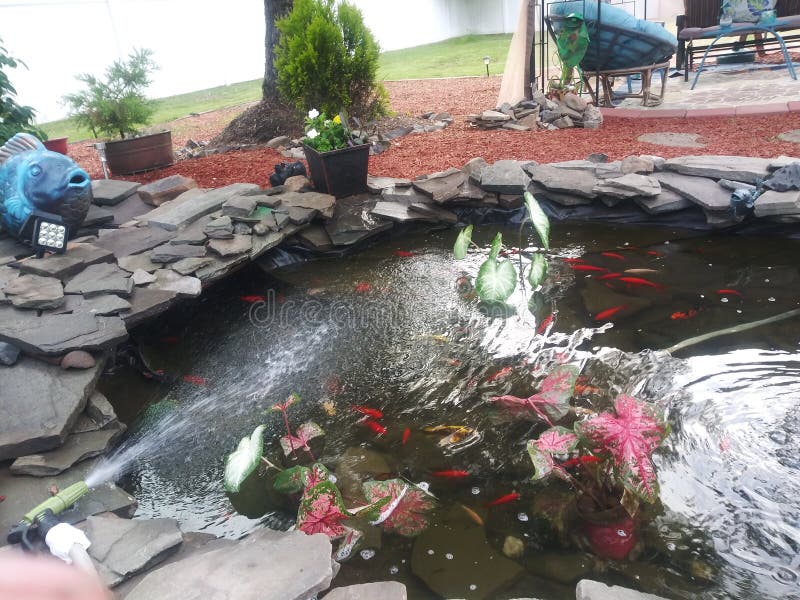 Koi pond stock photo. Image of pond, hobby, fish - 149676964