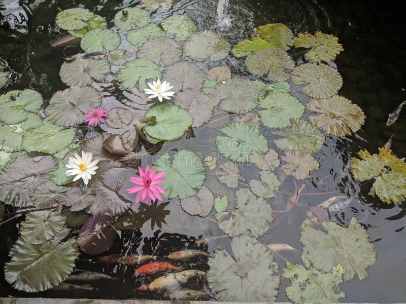 Koi Pond Em Bali Lotus E Fish Imagem de Stock - Imagem de peixes, lagoa ...