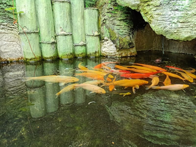 Koi Pond Fish Natural Fresh Stock Image - Image of fresh, pond: 209175573