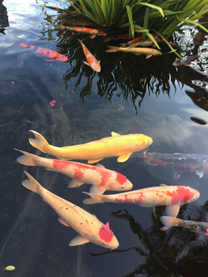Chinese Koi pond stock image. Image of japan, carassius - 4309081