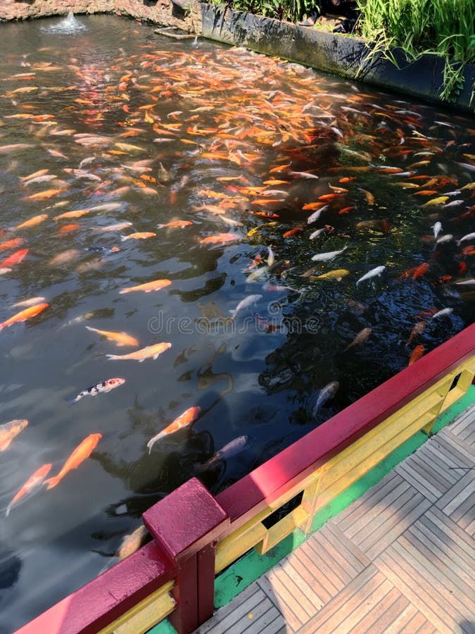 Koi pond in the garden stock photo. Image of pond, berkumpul - 296336430