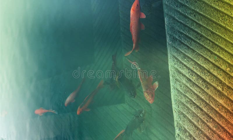 Koi Pond. stock photo. Image of surface, orange, carp - 185719762