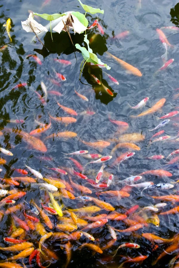 Koi pond with lotus stock image. Image of outdoors, themes - 11192335