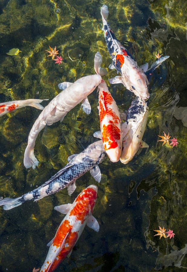 Chinese Koi pond stock image. Image of japan, carassius - 4309081