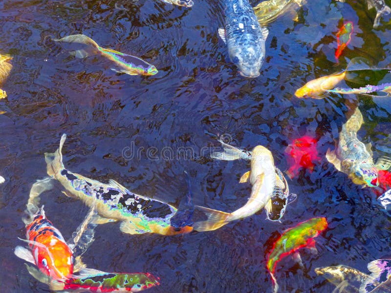 Metallic Koi stock photo. Image of color, water, pond - 100620726