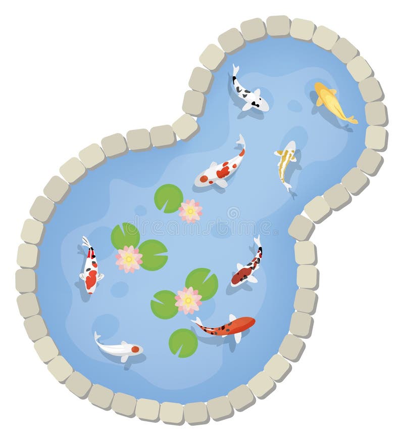 Koi pond with water lilies stock vector. Illustration of graphic - 74958094
