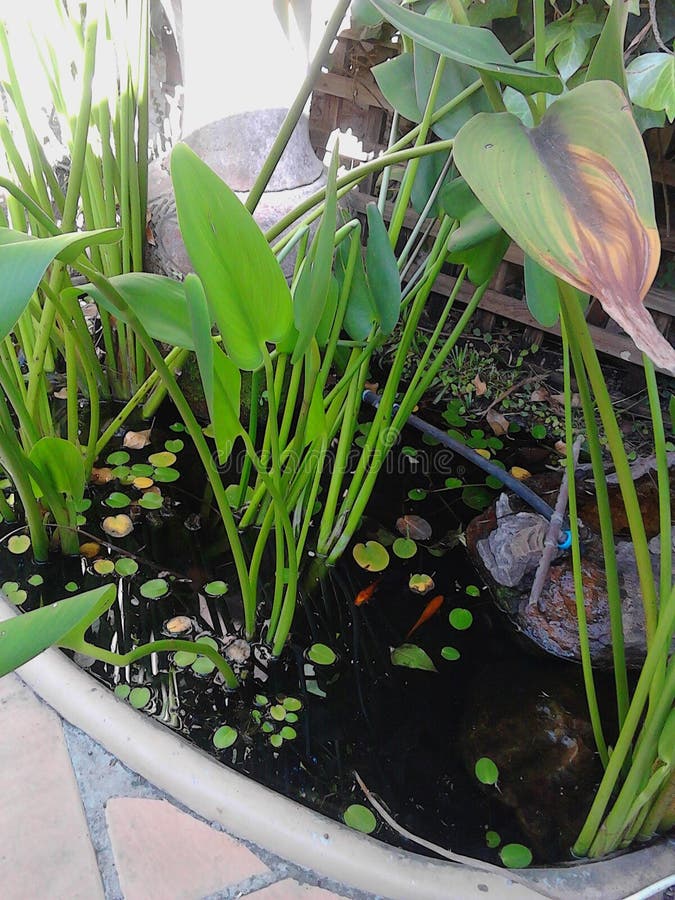 Koi pond stock photo. Image of plants, fish, pond, water - 53679918