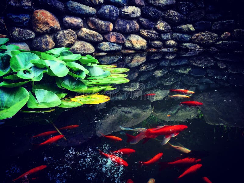 Koi Reflection stock image. Image of reflection, fish - 78627557