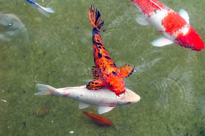 Koi s (Cyprinus Carpio) imagen de archivo. Imagen de islas - 72024689