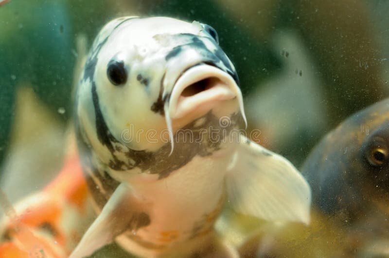 Koi shiro beautiful stock photo. Image of animal, food - 210222828