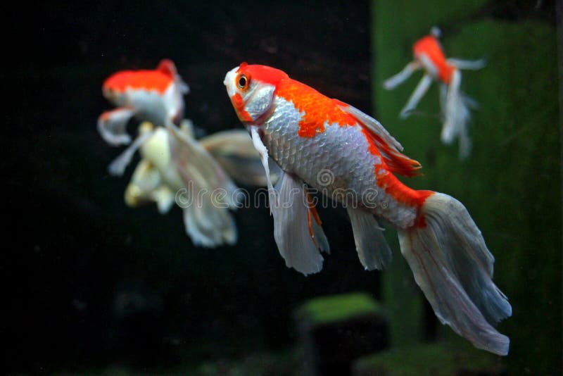 Koi Slayer Fish stock photo. Image of milkyway, fish - 97076764