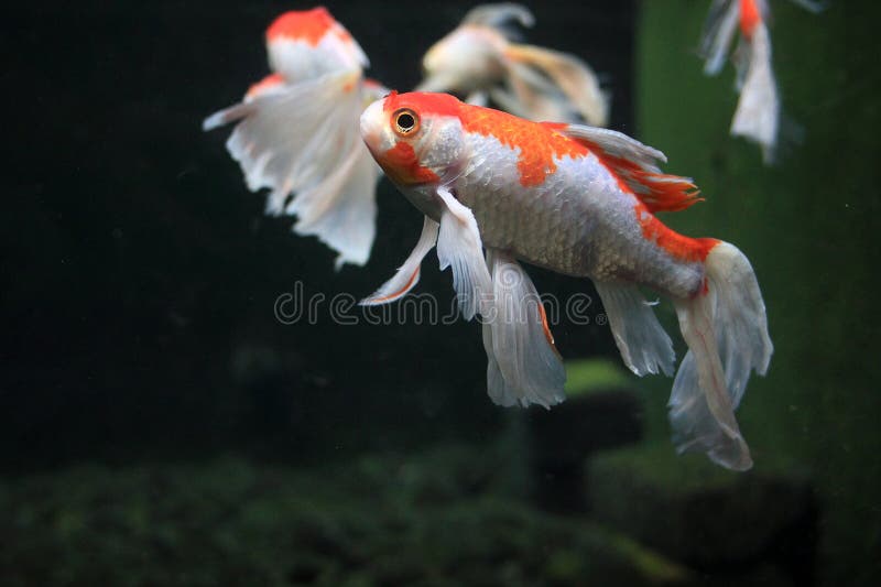 Koi Slayer Fish2 stock image. Image of water, bluehour - 97076805