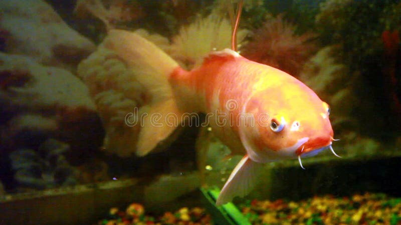 Large Koi Fish Swimming in Green Pond with Plants Stock Footage - Video ...