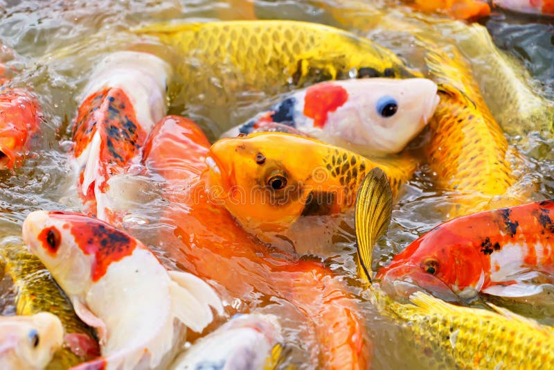 Koi Swimming in a Water ,Colorful Koi Fish Stock Photo - Image of ...