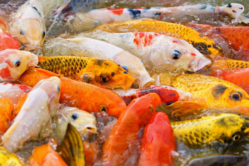 Koi Swimming in a Water ,Colorful Koi Fish Stock Image - Image of ...