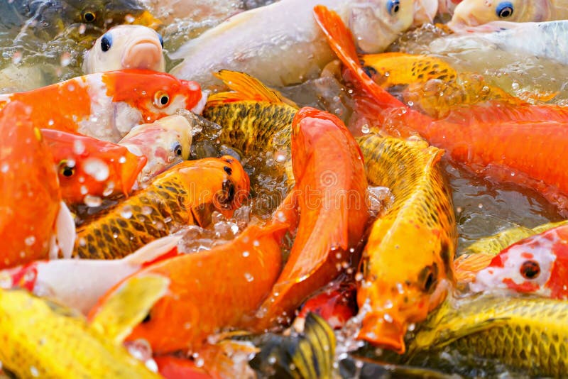 Koi Swimming in a Water ,Colorful Koi Fish Stock Image - Image of ...