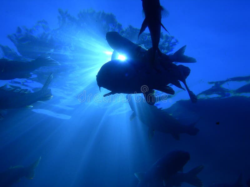 Koi and Tree stock image. Image of life, county, brim, lake - 705413