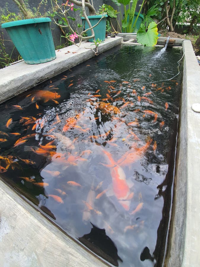 Koi water nature outdoor stock photo. Image of nature - 221690836