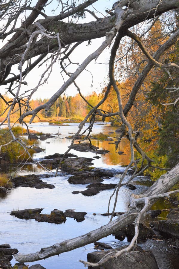 Koiteli Rapids in Fall. Dead Pine Tree by the River Stock Image - Image ...
