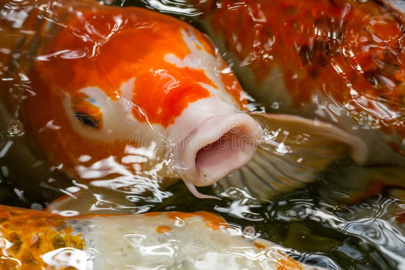 Karp Ryba Z Usta Otwartym zdjęć stockowych - bezpłatne i z licencją ...