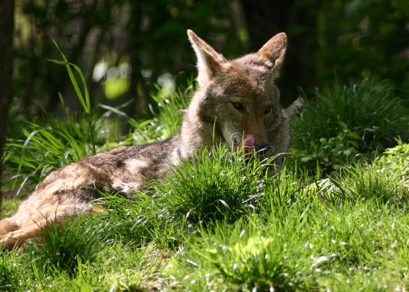 Kojot zdjęcie stock. Obraz złożonej z ssak, przyroda, drapieżnik - 1267970
