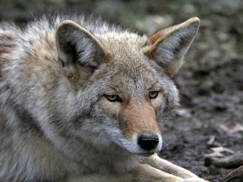 Kojot obraz stock. Obraz złożonej z drapieżnik, kły, kanis - 18527057