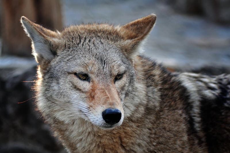 Kojot w Yellowstone obraz stock. Obraz złożonej z kieł - 167095